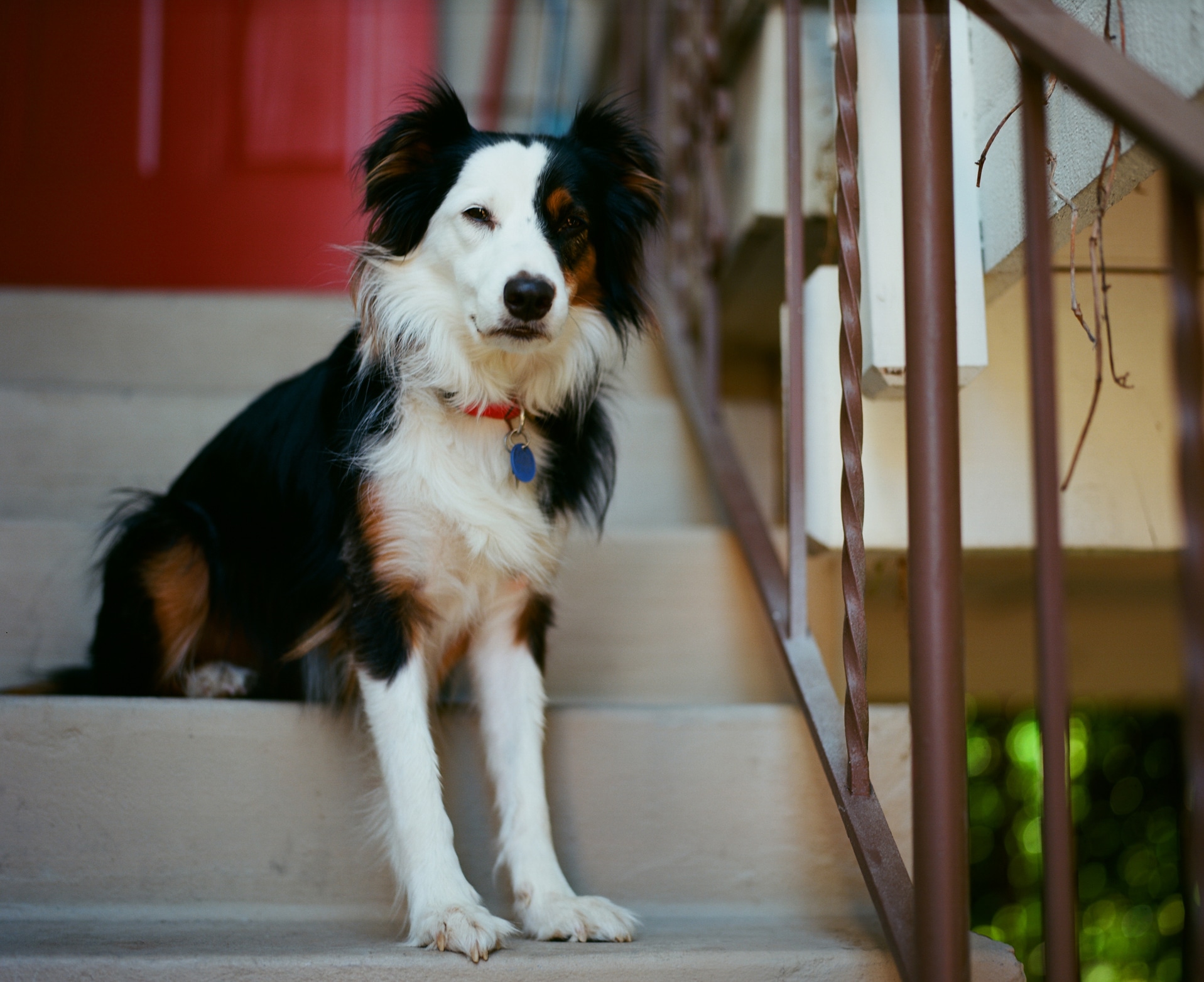 Border Aussie Dog Breed Information & Characteristics