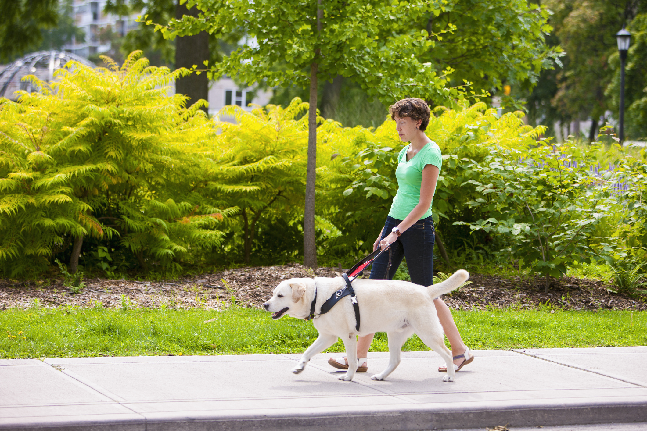 TikTok Guide Dogs to Watch on the 104th Anniversary of The Seeing Eye