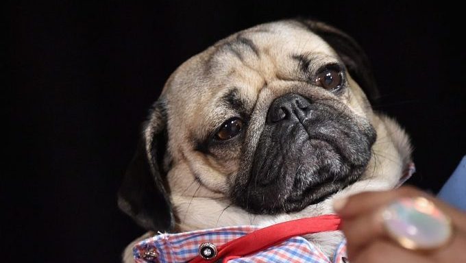Doug the Pug Developing Animated Comedy Series - DogTime