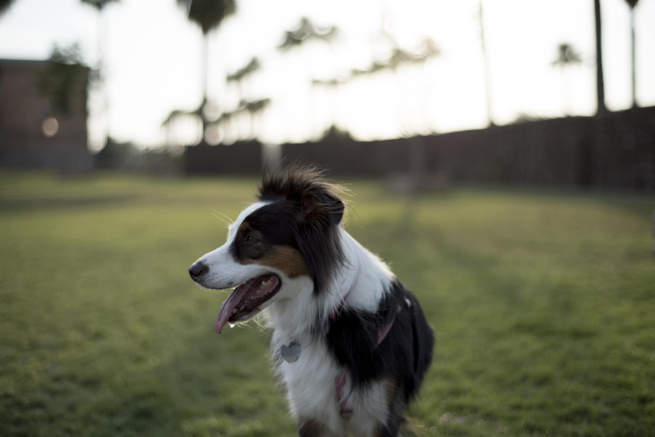 Border Aussie Dog Breed Information & Characteristics