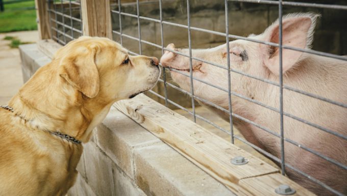 Pseudorabies Virus Infection in Dogs: Symptoms, Causes, & Treatments ...