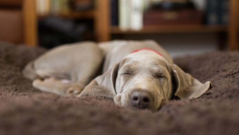 Expert Reveals All About Doggy Dreams - DogTime