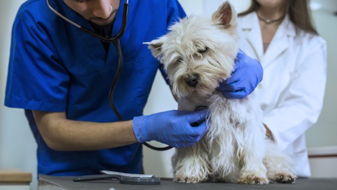 Liver Inflammation (Chronic) in Dogs: Symptoms, Causes, & Treatments ...