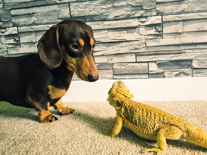 Lizard Venom Poisoning in Dogs: Symptoms, Causes, & Treatments - DogTime