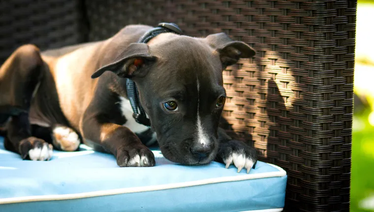 Firefighters Save Pit Bull Puppy Trapped in Reclining Couch - DogTime