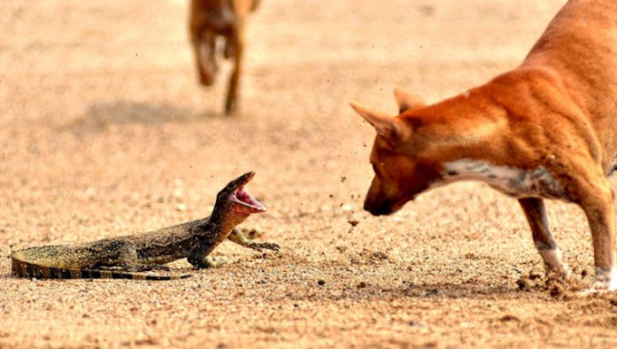 Lizard Venom Poisoning in Dogs: Symptoms, Causes, & Treatments - DogTime