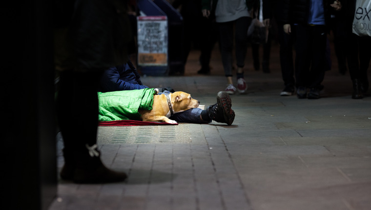 Shelter Reunites Dog With Parent After Homelessness - DogTime