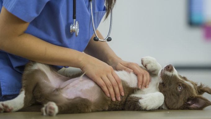 Liver Fibrosis in Dogs: Symptoms, Causes, & Treatments - DogTime
