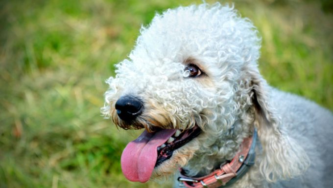 Liver Failure (Acute) in Dogs: Symptoms, Causes, & Treatments - DogTime