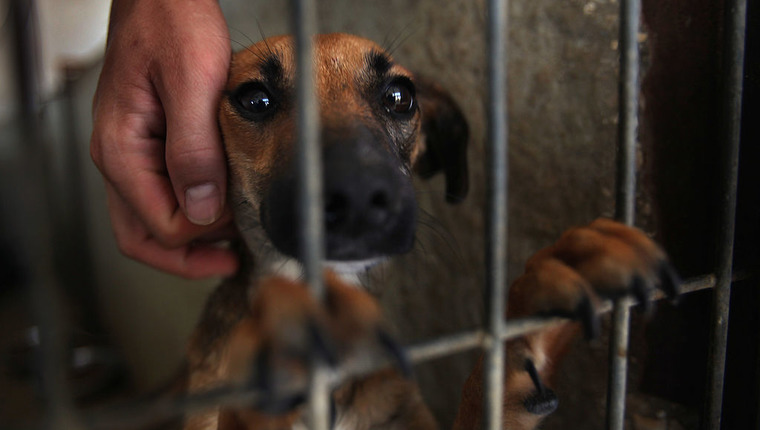 27 Mistreated Dogs Rescued in Missouri - DogTime