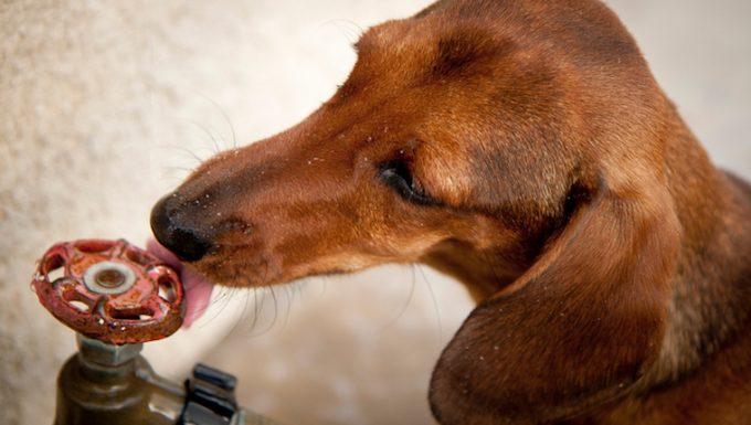 Lead Poisoning in Dogs: Symptoms, Causes, & Treatments - DogTime