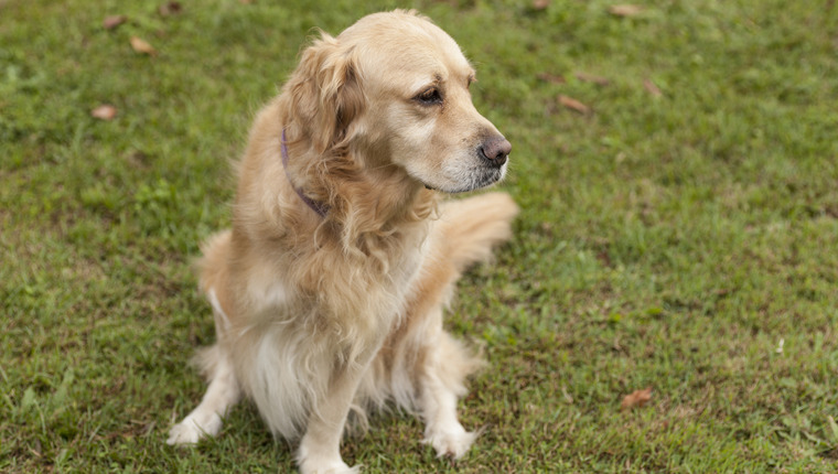 Students Create Prosthesis for Teacher’s Dog - DogTime