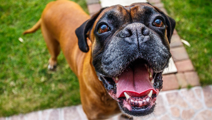National Boxer Day: 3 Reasons Why Boxers Make Great Family Pets