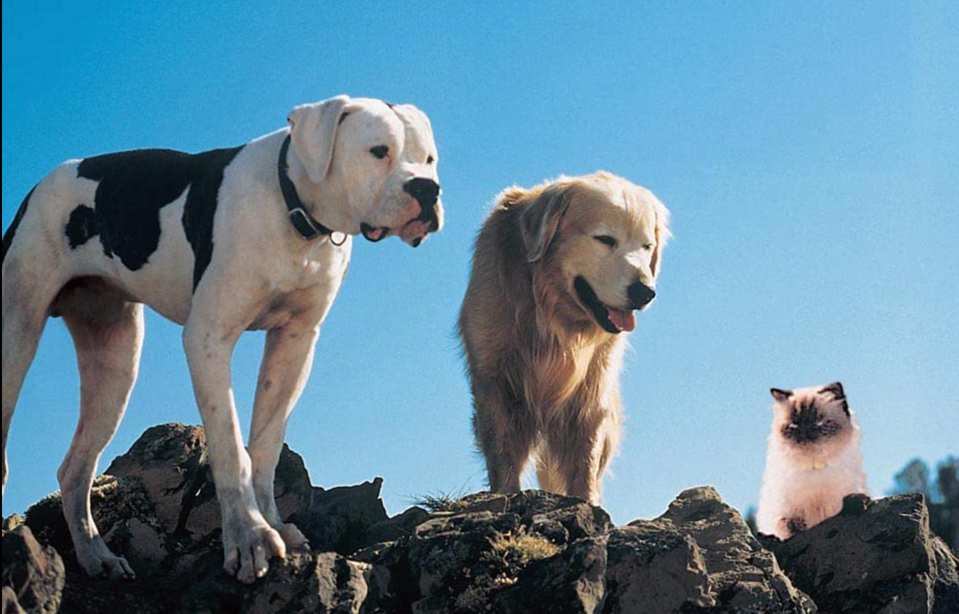 Abandoned Dog and Cat Named After 'Homeward Bound' Characters