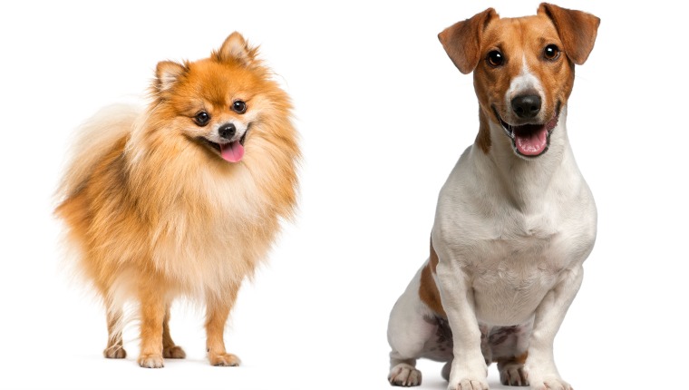 Jackaranian Dog Breed Pictures, Characteristics, and Facts