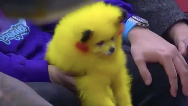 Puppy Store Owner Fined for Painting Dog To Look Like Pikachu - DogTime