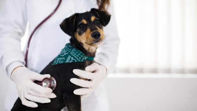 Mucopolysaccharidoses in Dogs: Symptoms, Causes, & Treatments - DogTime