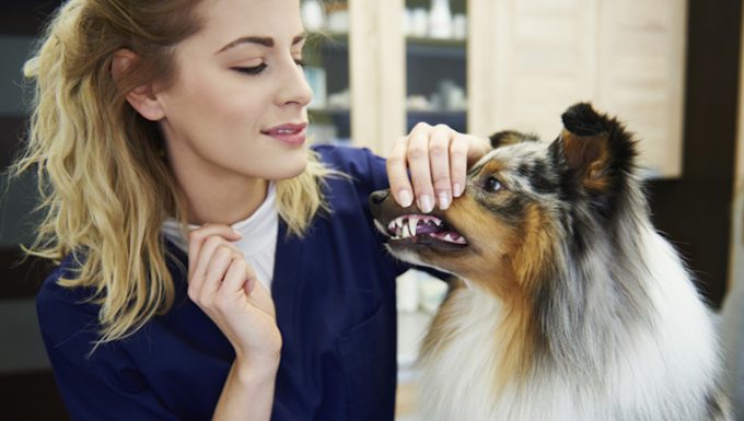 Chronic Mouth Inflammation and Ulcers in Dogs: Symptoms, Causes ...