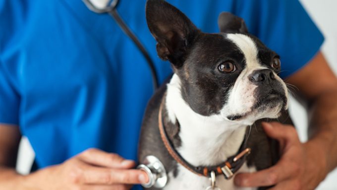 Hypoandrogenism in Dogs: Symptoms, Causes, & Treatments - DogTime