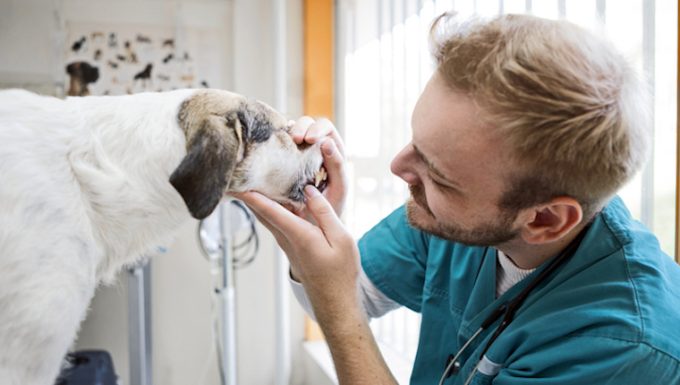 Oral Chondrosarcoma in Dogs: Symptoms, Causes, & Treatments - DogTime