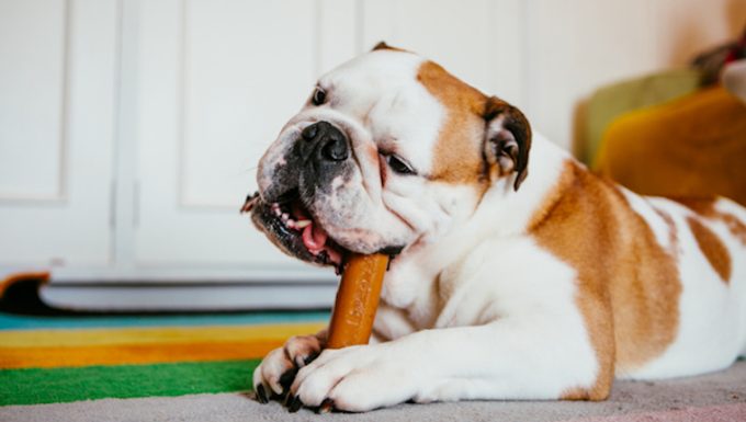 Masticatory Myositis in Dogs: Symptoms, Causes, & Treatments - DogTime