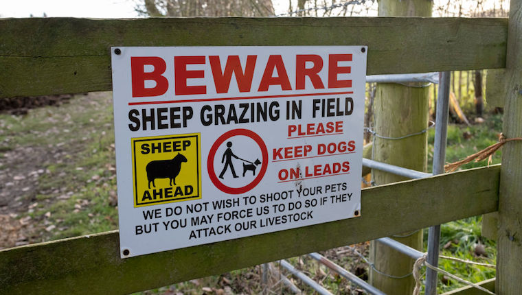 ‘Out of Control’: In Dartmoor, Dogs Are Attacking Sheep - DogTime