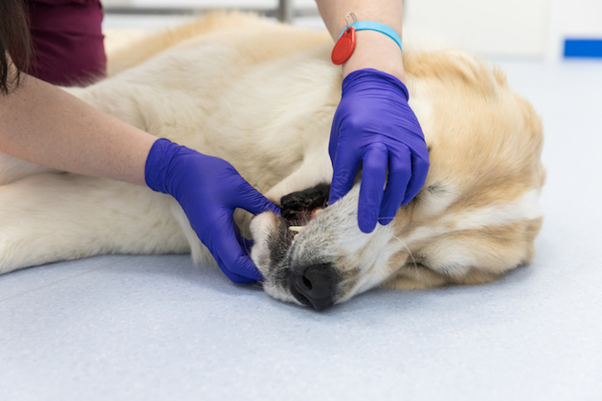 Chronic Mouth Inflammation and Ulcers in Dogs: Symptoms, Causes ...