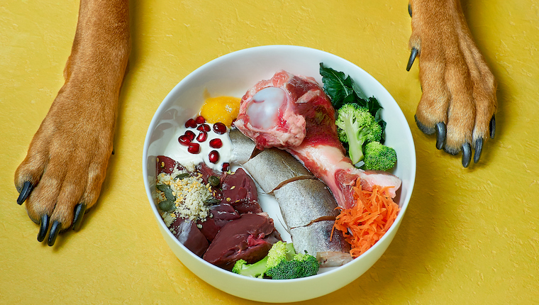 Dog Study - Page 2 of 9 - DogTime