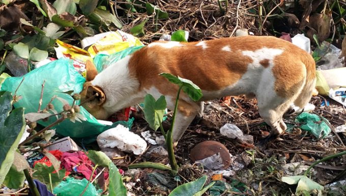 Mycotoxicosis (Tremogenic Toxins) in Dogs: Symptoms, Causes ...