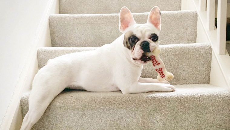 Ralphie the 'Demon' Dog Returned to Shelter (Again!)