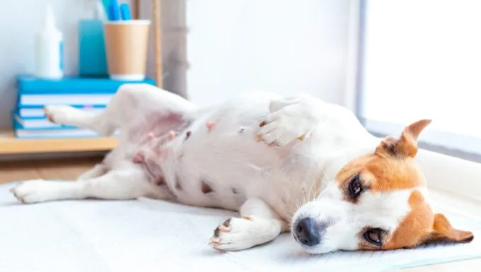 Miscarriage in Dogs: Symptoms, Causes, & Treatments - DogTime