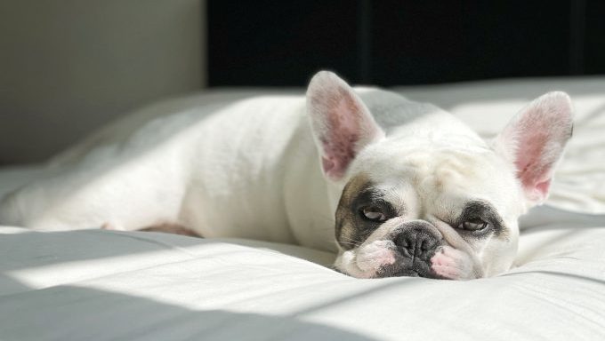 Ralphie the 'Demon' Dog Returned to Shelter (Again!)