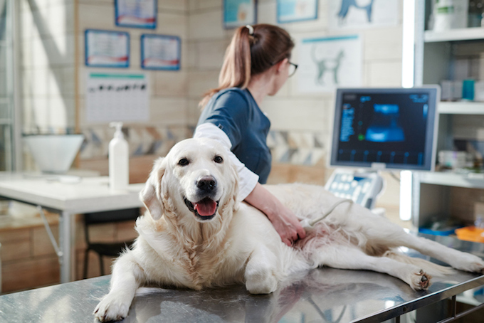 Intestinal Cancer in Dogs: Symptoms, Causes, & Treatments - DogTime