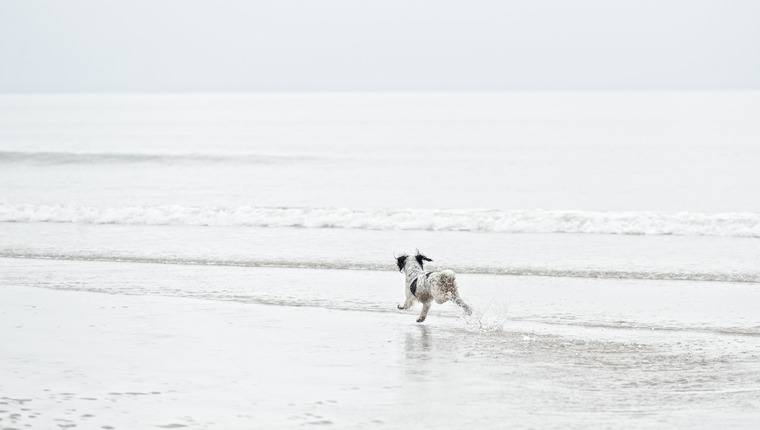 Cocker Spaniel Becomes the UK’s First Marine Biosecurity Dog - DogTime