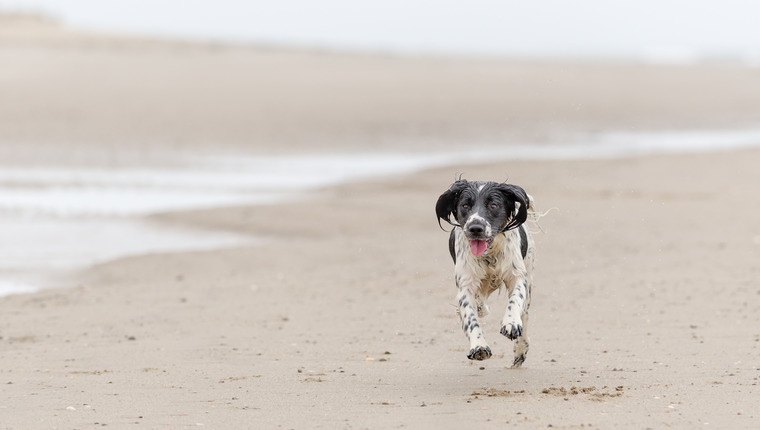 Cocker Spaniel Becomes the UK’s First Marine Biosecurity Dog - DogTime