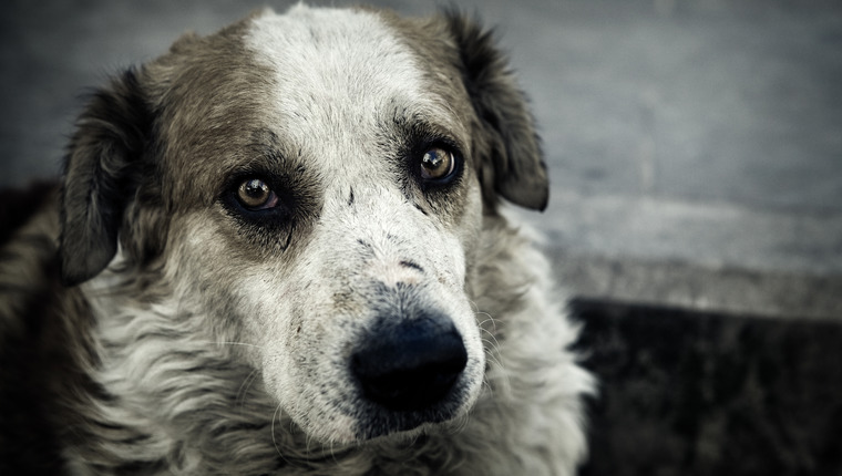 Abandoned Dogs Can Suffer Genuine Trauma and PTSD - DogTime
