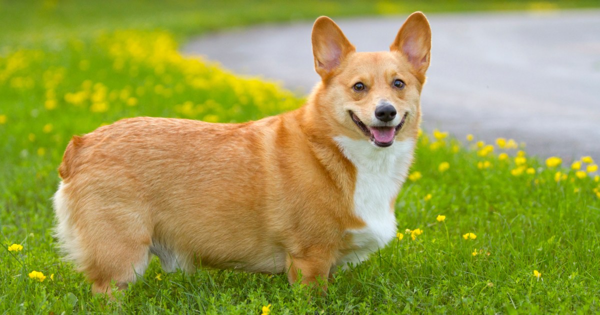 Ohio Dog Laws: Rabies, Dog Bites, Abandonment, and Cruelty