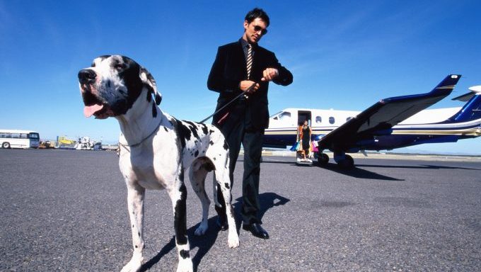 Dog Parents Spend $45K to Take Dogs on Private Jet Trip