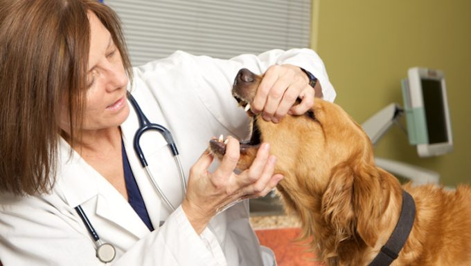 Gingival Fibrosarcoma in Dogs: Symptoms, Causes, & Treatments - DogTime