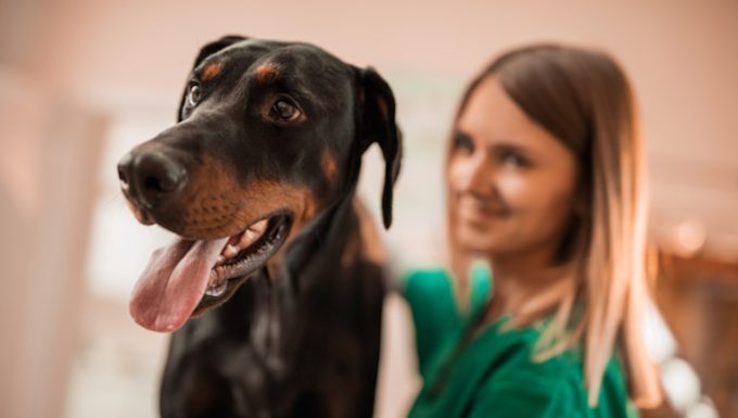 Mumps in Dogs: Symptoms, Causes, & Treatments - DogTime