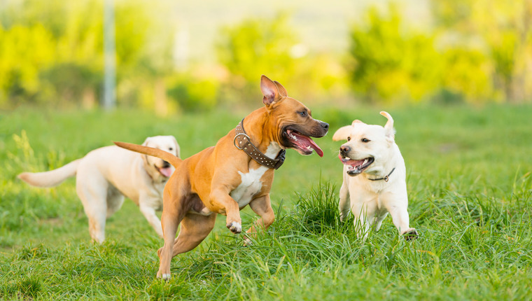 San Jose Couple Rescuing Dogs Full-Time, Post-Pandemic - DogTime