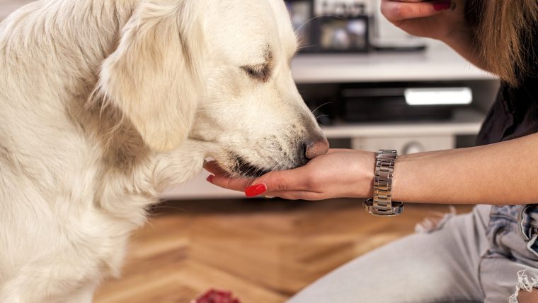 Scent-Detection Golden Retriever Sniffs Out Peanuts