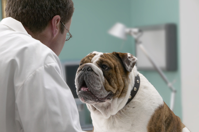 Mumps in Dogs: Symptoms, Causes, & Treatments - DogTime