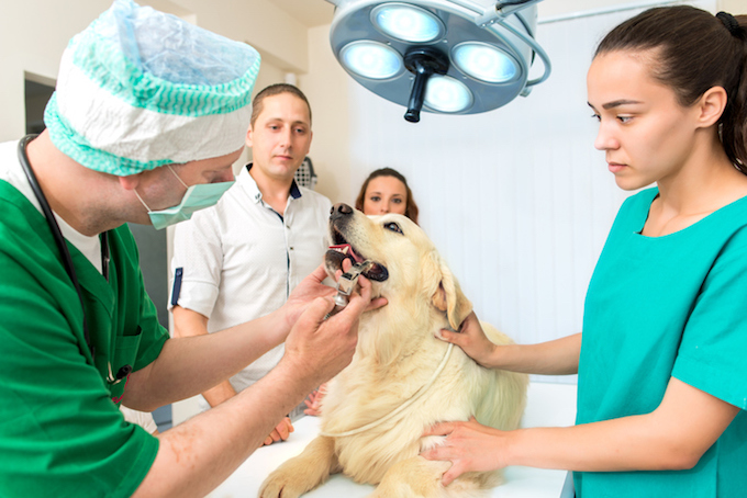 Gingival Fibrosarcoma in Dogs: Symptoms, Causes, & Treatments - DogTime
