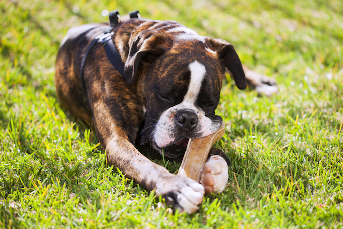 Masticatory Myositis in Dogs: Symptoms, Causes, & Treatments - DogTime