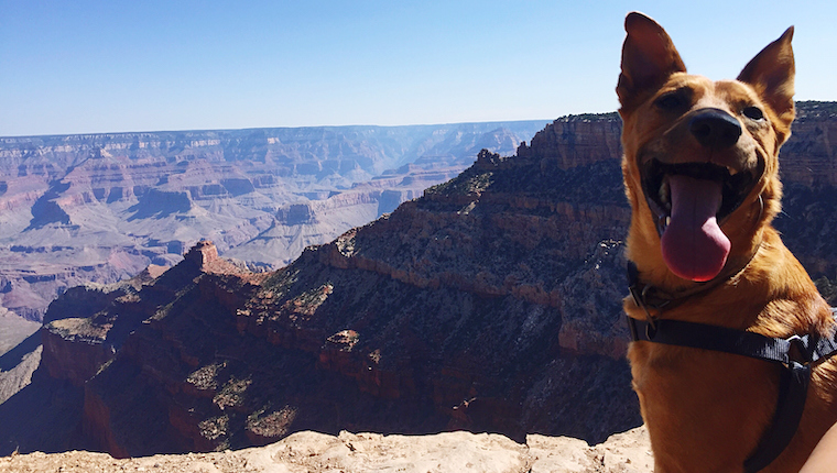 Arizona Dog Laws: Rabies, Dog Bites, Abandonment, and Cruelty