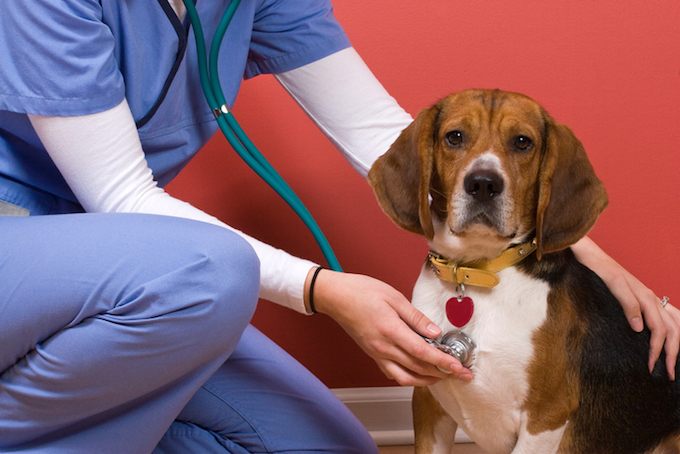 Brucellosis in Dogs: Symptoms, Causes, & Treatments - DogTime
