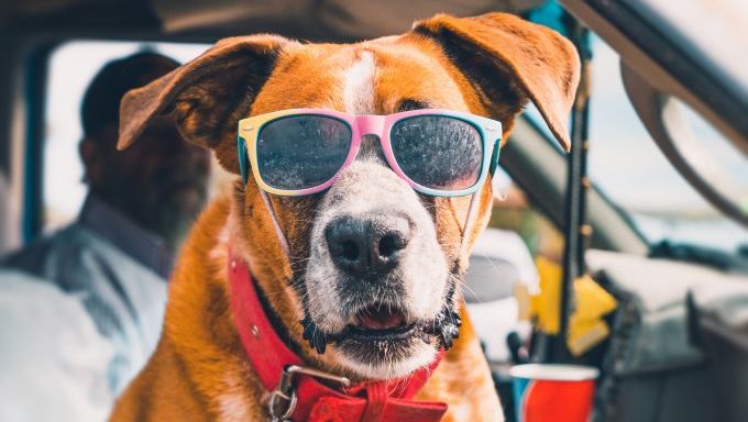 The Most Amazing Dog Videos of the Week 2-6-23 - DogTime