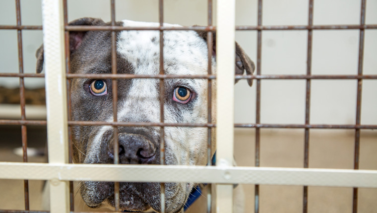 Dog Accidentally Euthanized by Shelter in “Human Error” Case - DogTime