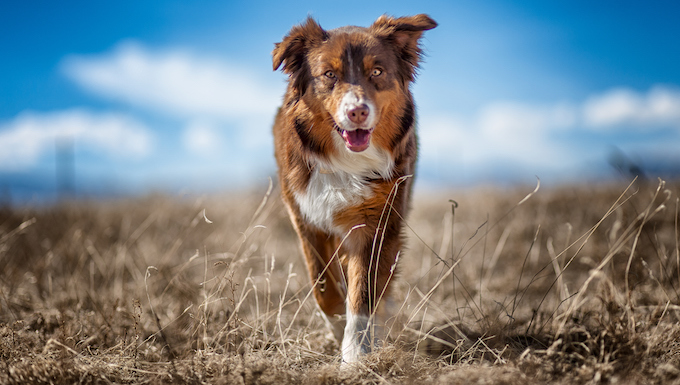 Kansas Dog Law 2023: Rabies, Dog Bites, Dog Cruelty, and Dog Chains